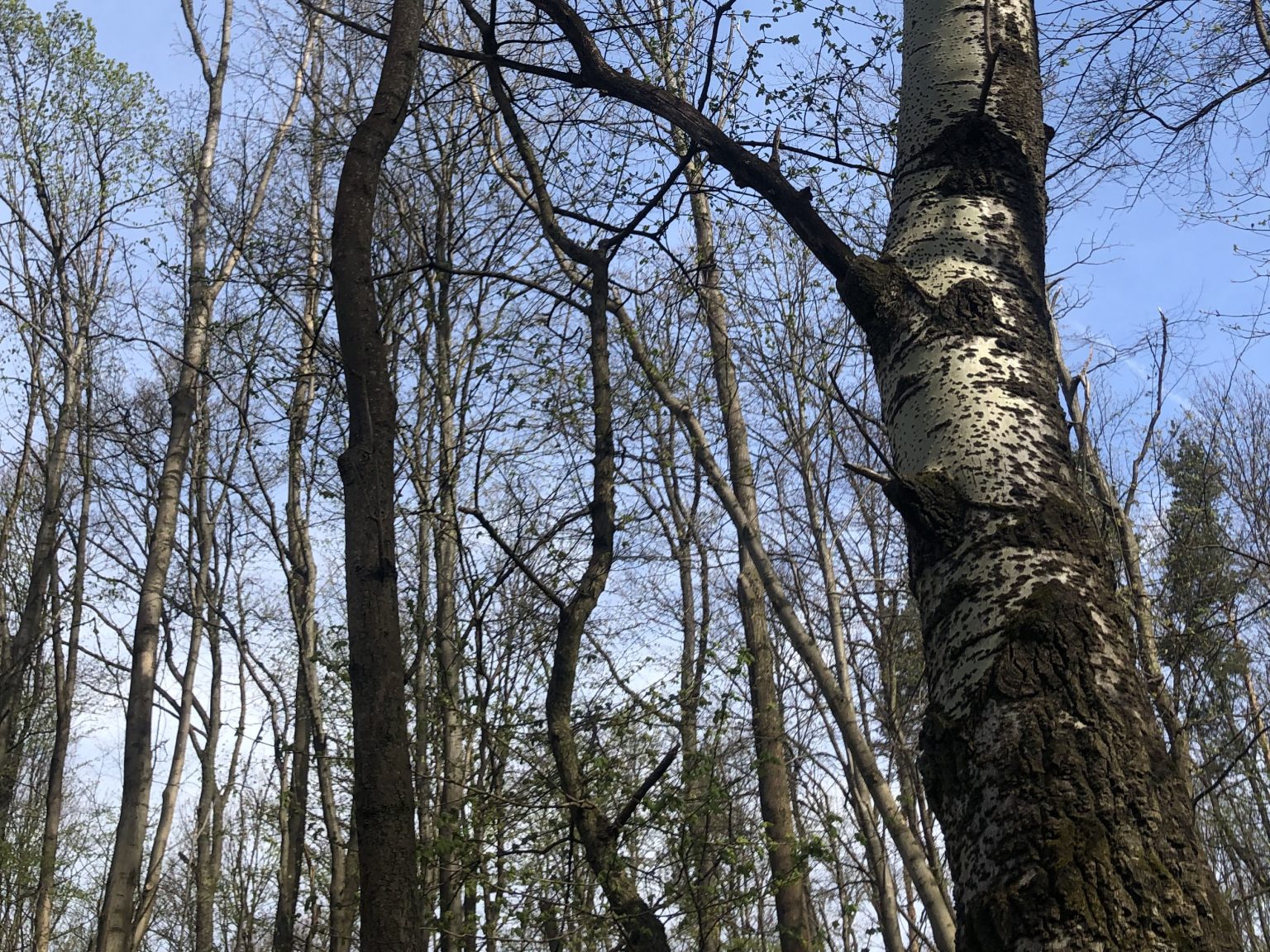 Die Pappeln und ihre Verwendung in Heilkunde und Küche – Oktotussi