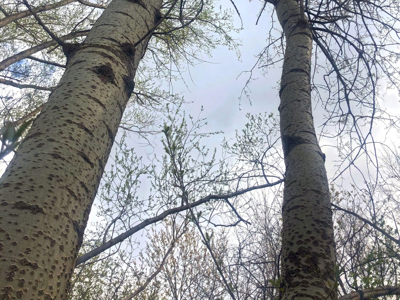 Die Pappeln und ihre Verwendung in Heilkunde und Küche – Oktotussi